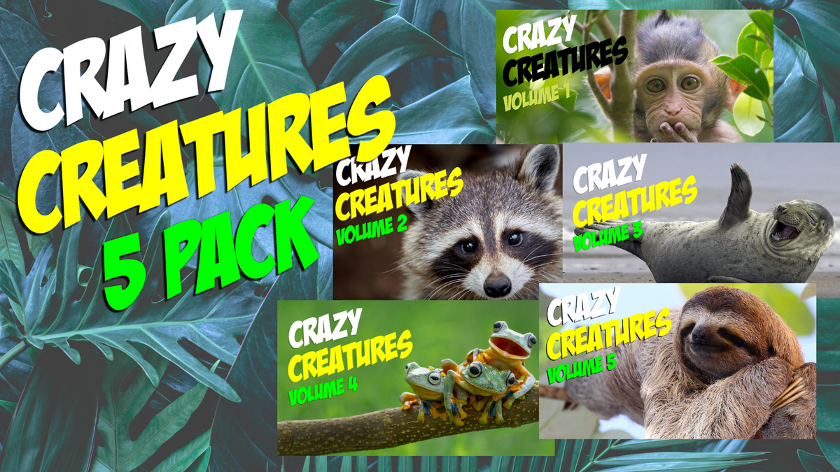 Crazy Creatures [5 Pack] On Screen Game – KidzMatter