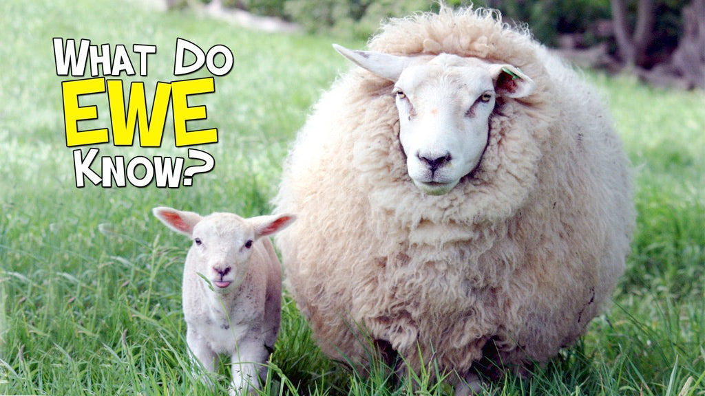 What Do Ewe Know? On Screen Game – KidzMatter