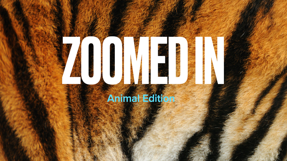 Zoomed In On Screen Game [Animals Version] – KidzMatter