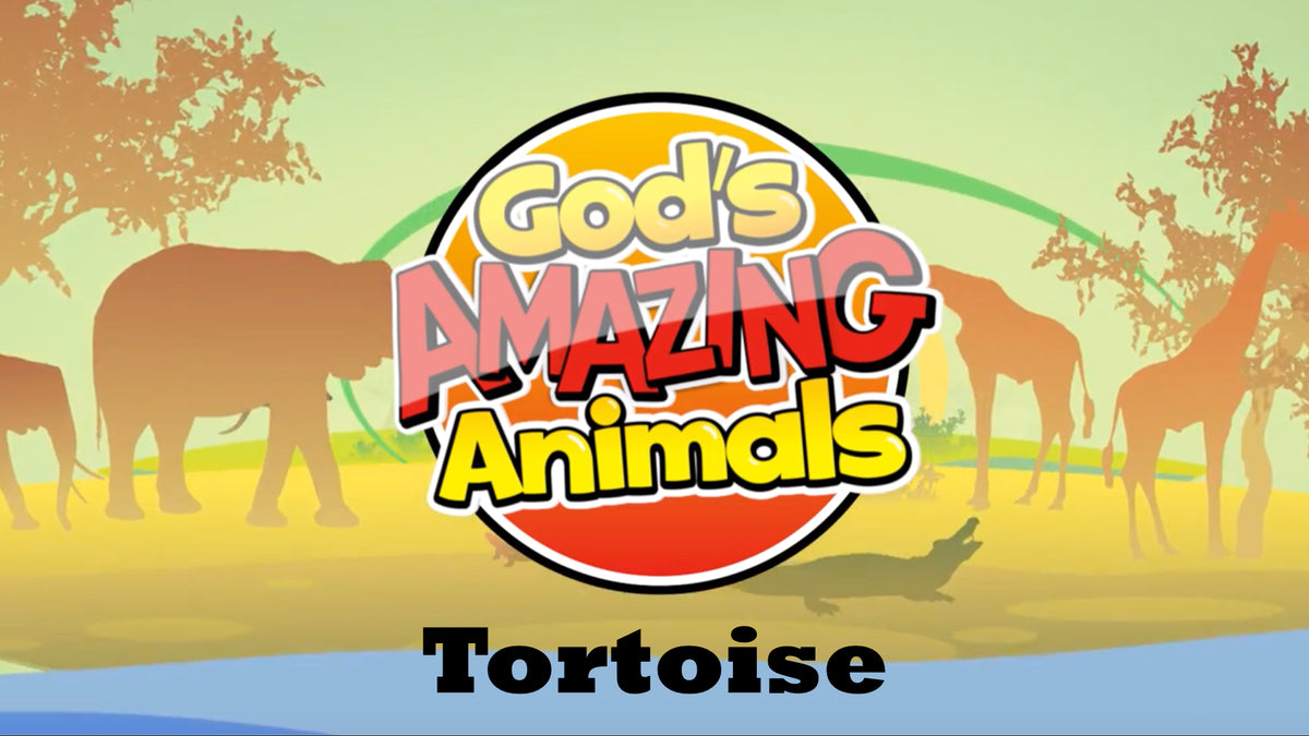 God's Amazing Animals Teaching Video: Tortoise – KidzMatter